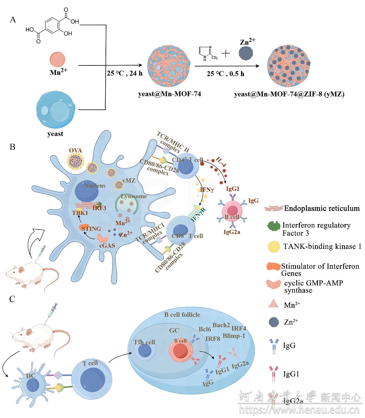 动物医学院魏战勇教授团队在《ACS Nano》上发表新型疫苗佐剂重要研究成果-河南农业大学