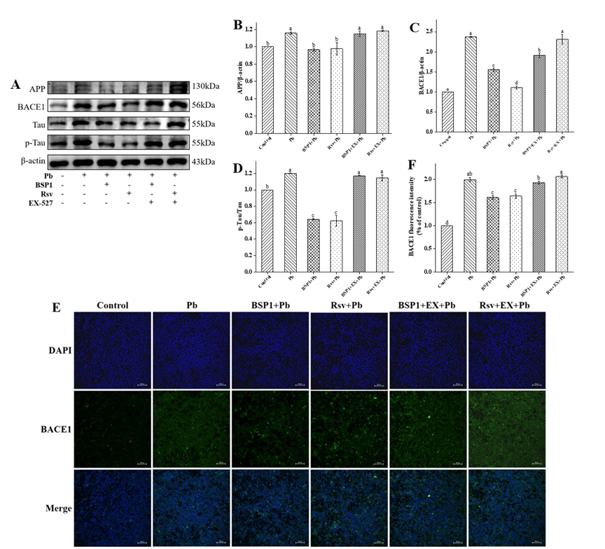 我校黄现青教授团队在黑豆肽缓解铅诱导HT22细胞中阿尔茨海默病相关神经炎症方面取得重要进展-河南农业大学